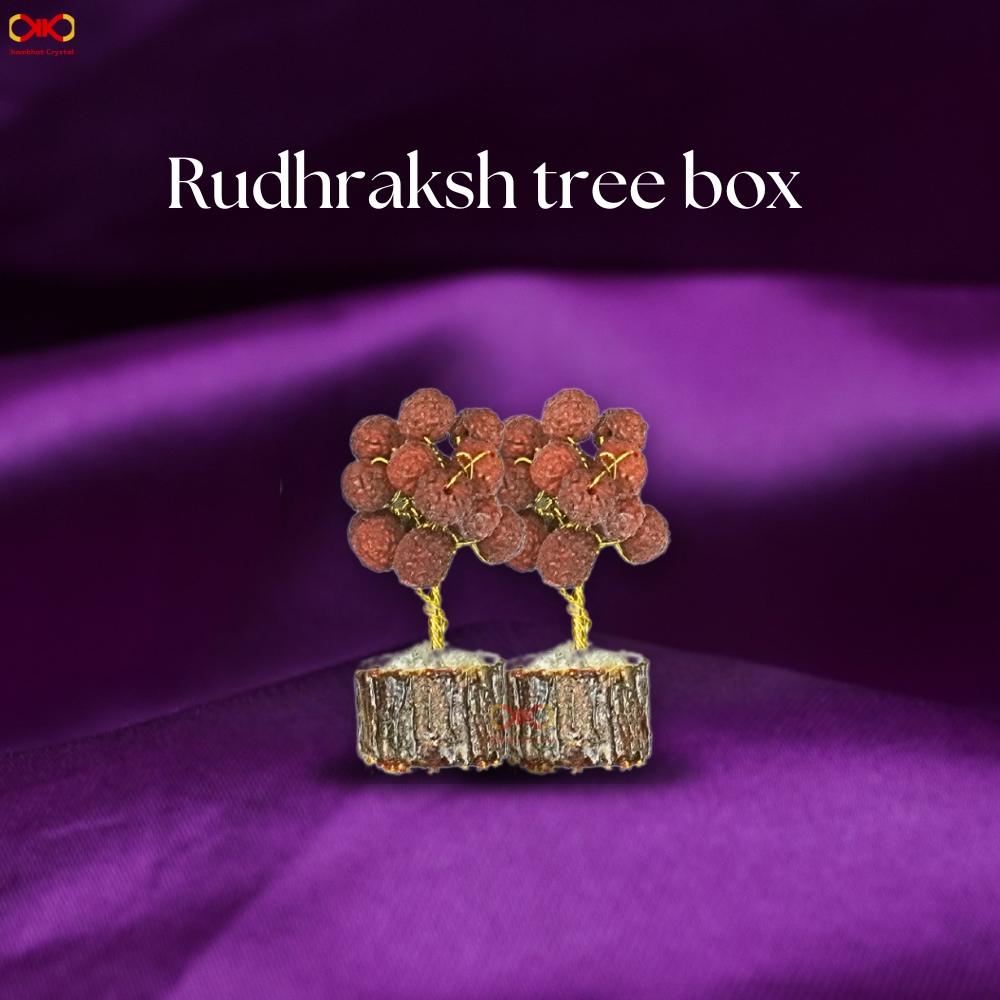 Rudraksha Mini Tree Box – 12 Pieces | Khambhat Crystals